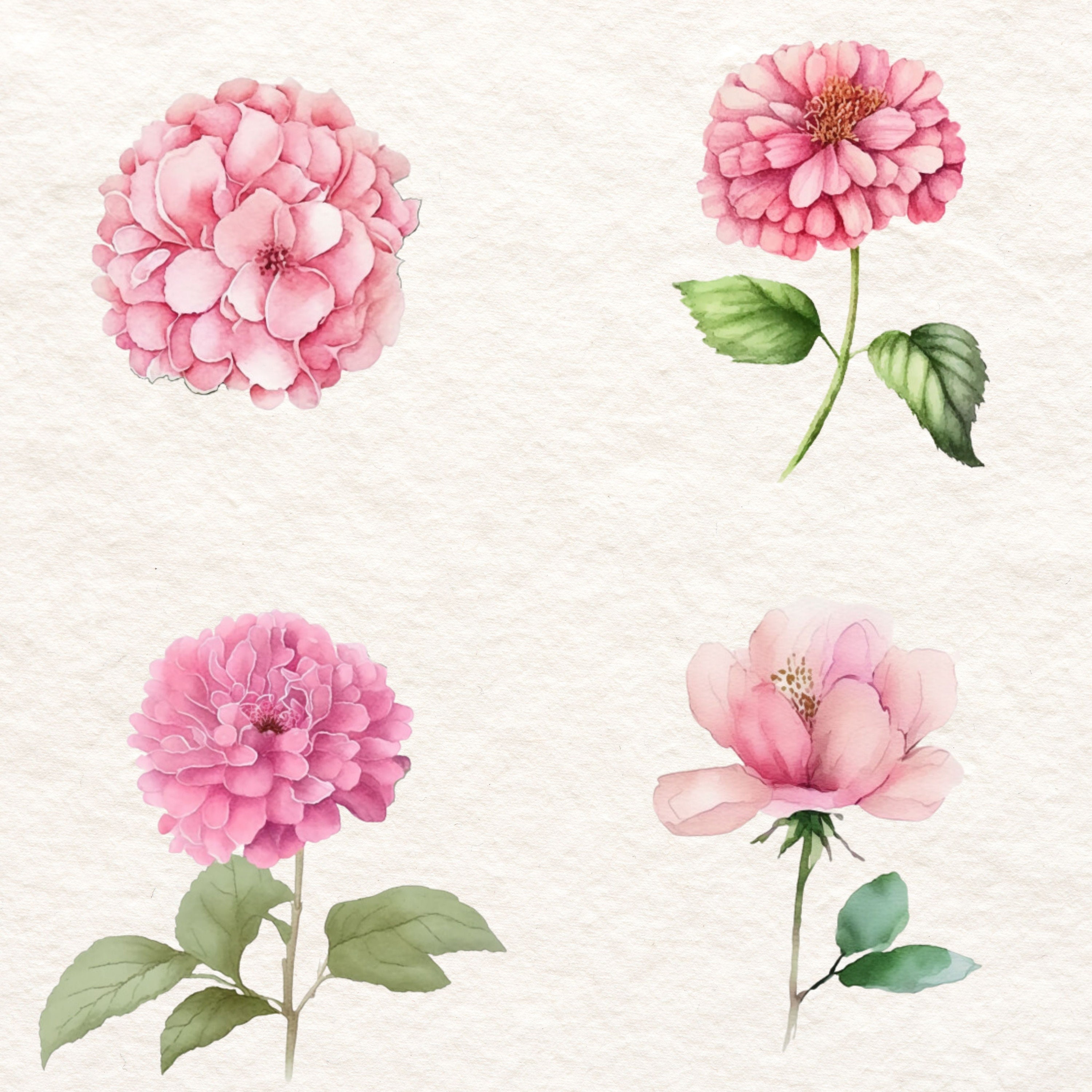 Watercolor Pink Flowers Clipart-pink Peonies Pink Blossoms - Etsy