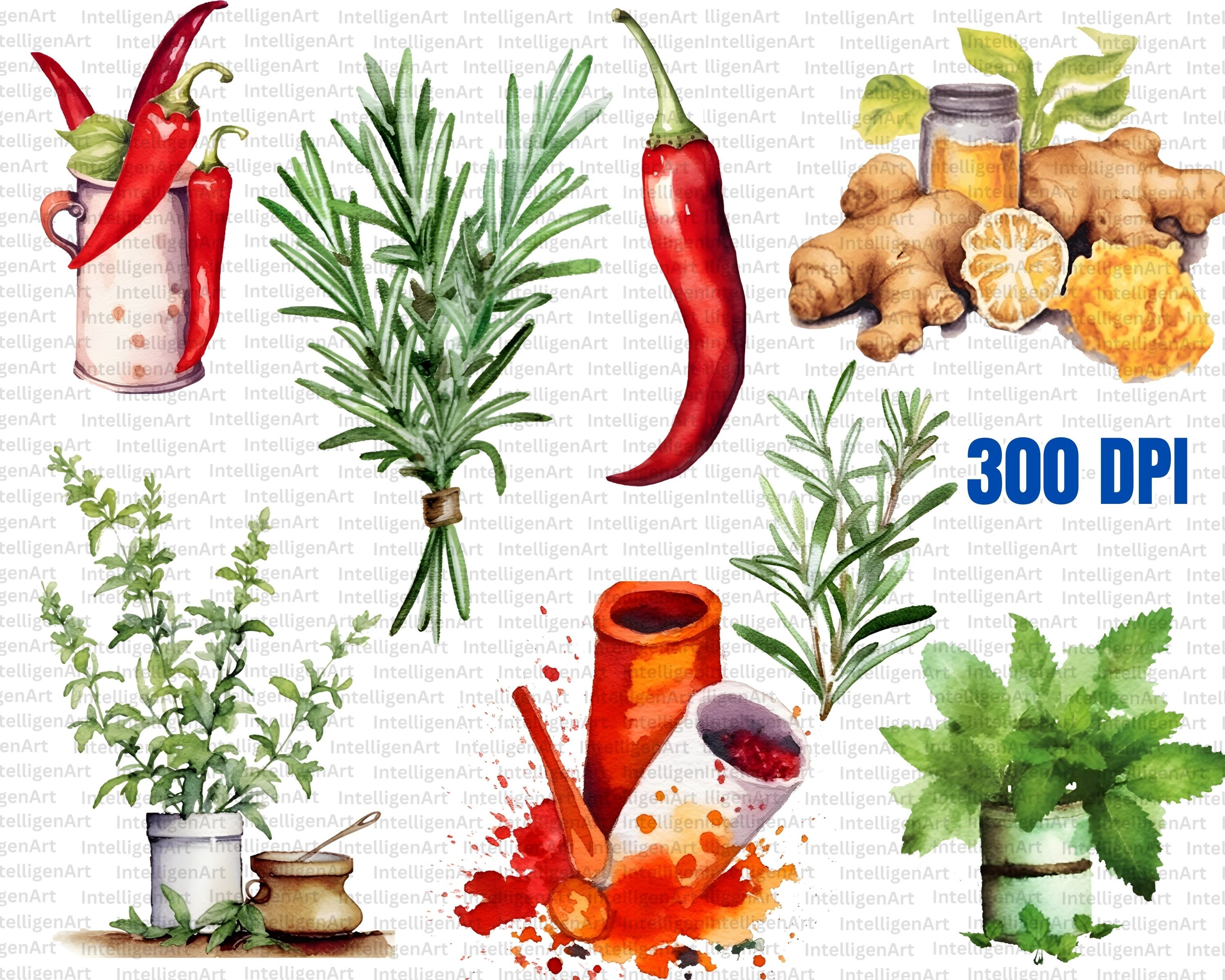 Watercolor Herbs Spices Clipart Png-kitchen - Etsy