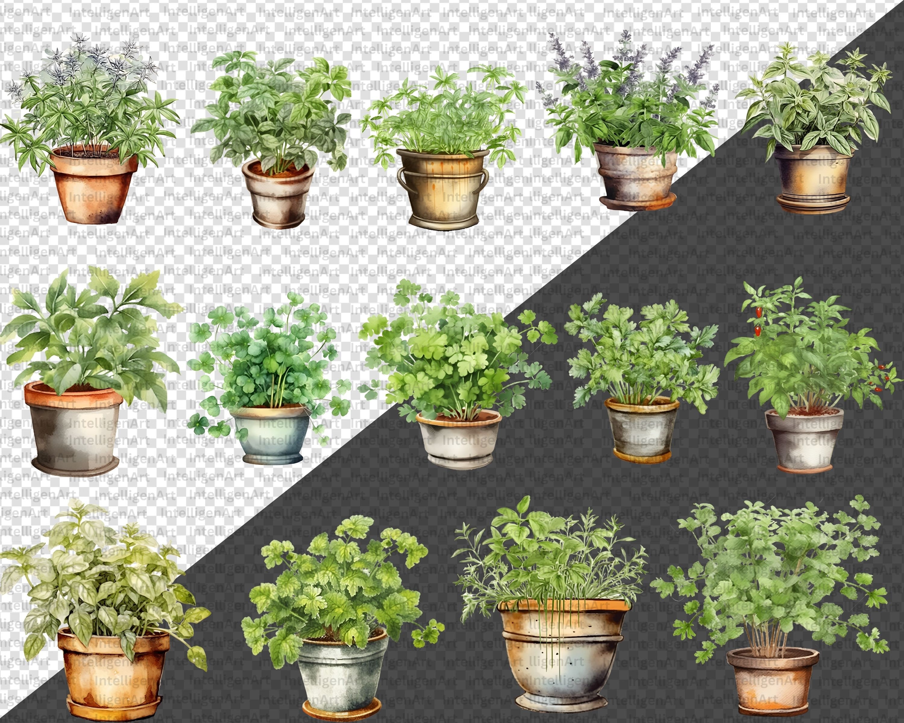 Watercolor Herbs Plants Clipart Fresh Herbs Clip Art Herb - Etsy