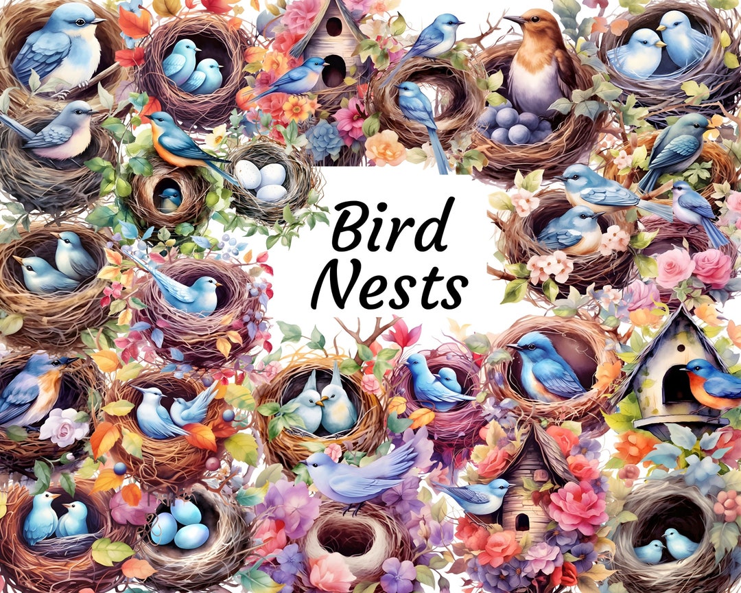 Bird Nests Clipart, 100 Bird Nest Images, Bird Egg Clipart, Cute Spring ...