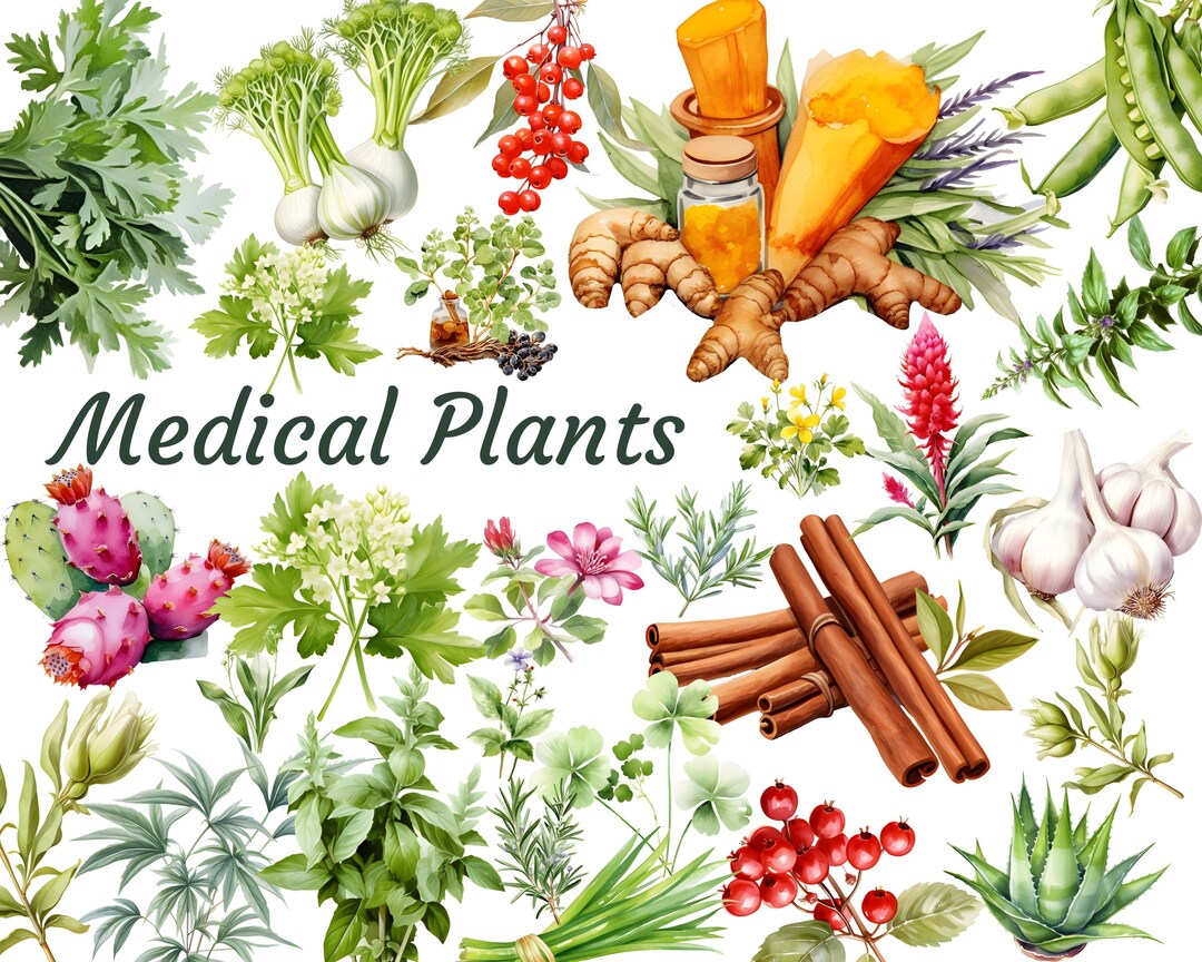 Medicinal Plants Clipart, Herbal Garden, Herbs Spices Illustration ...