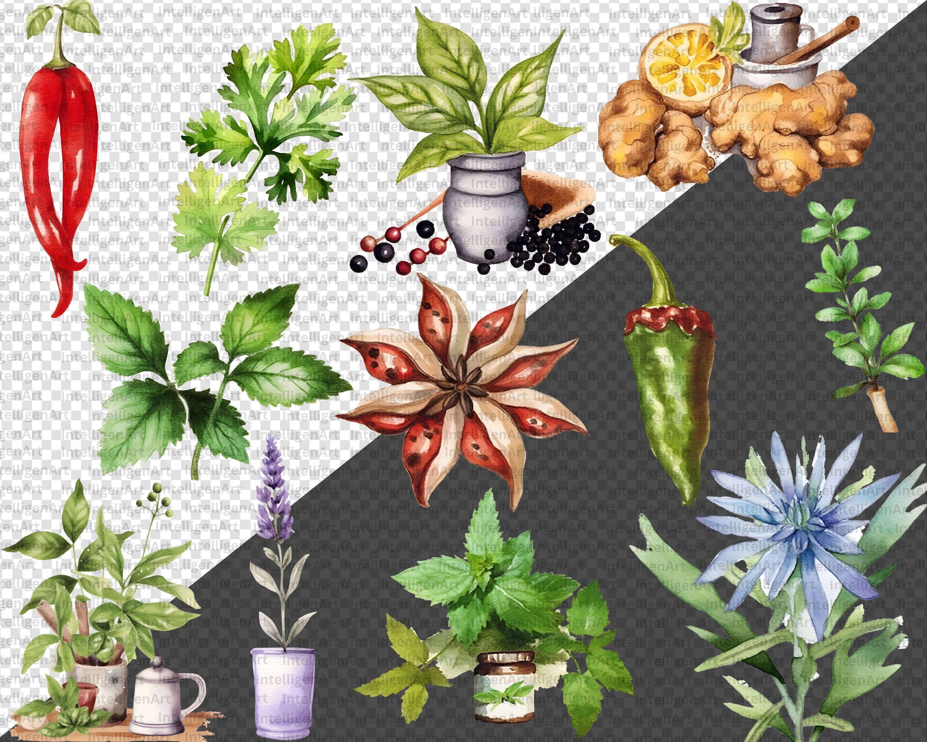 Watercolor Herbs Spices Clipart Png-kitchen - Etsy