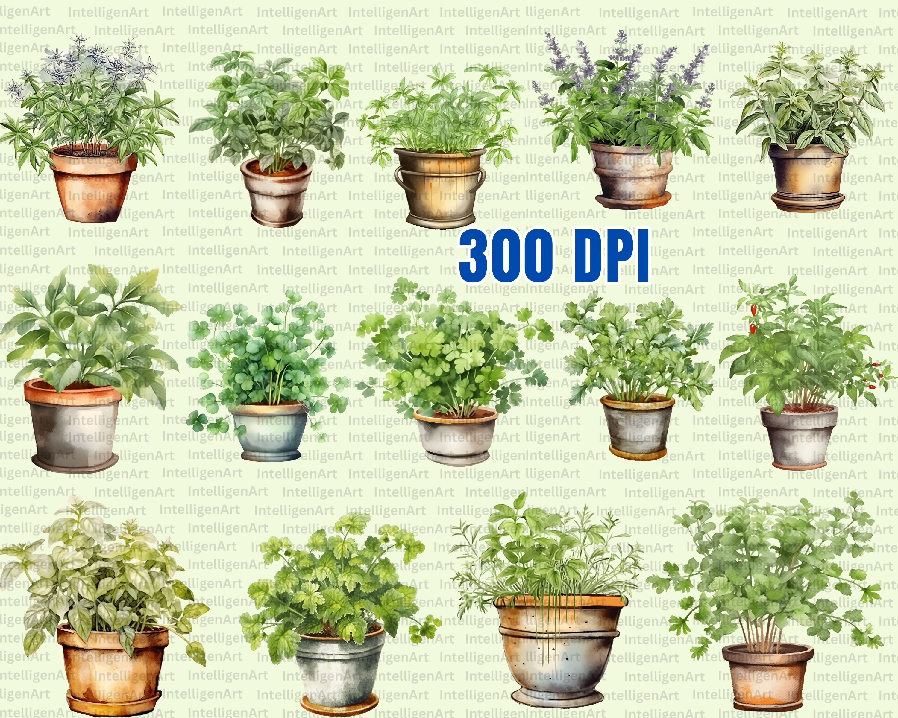 Watercolor Herbs Plants Clipart Fresh Herbs Clip Art Herb - Etsy