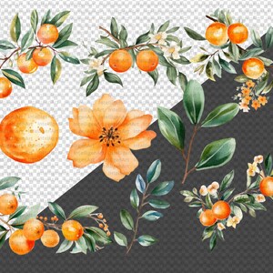 Orange Summer Clipart - Summer Citrus Clip Art, Tropical Citrus ...