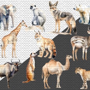 Safari Animals Clipart PNG Watercolor Safari Clip Art Decal Baby Shower ...