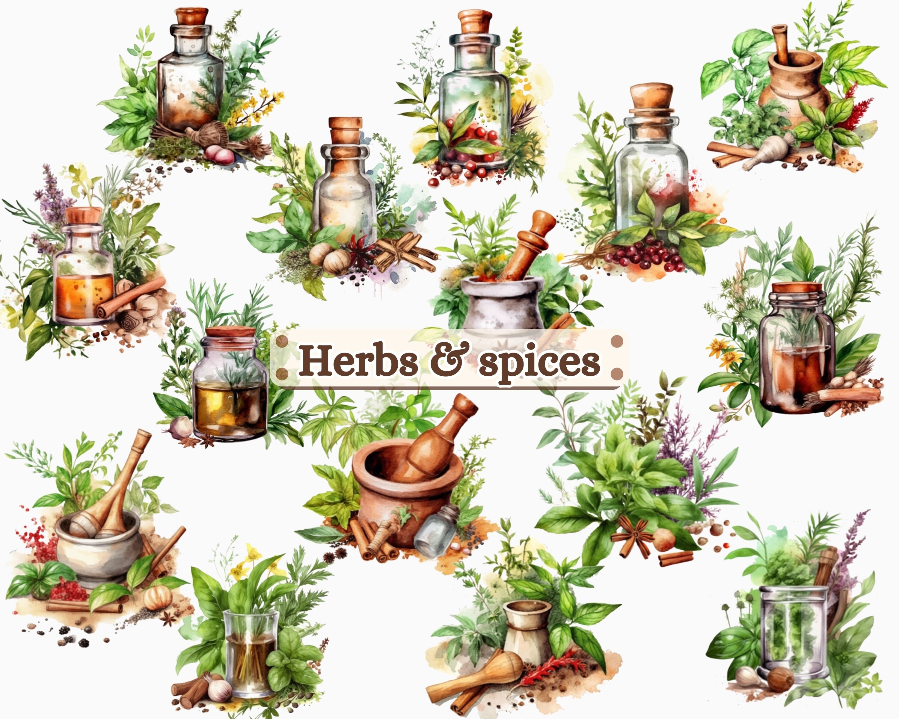 Herbs & Spices Clipart Watercolor Herbs Cooking Seasoning - Etsy