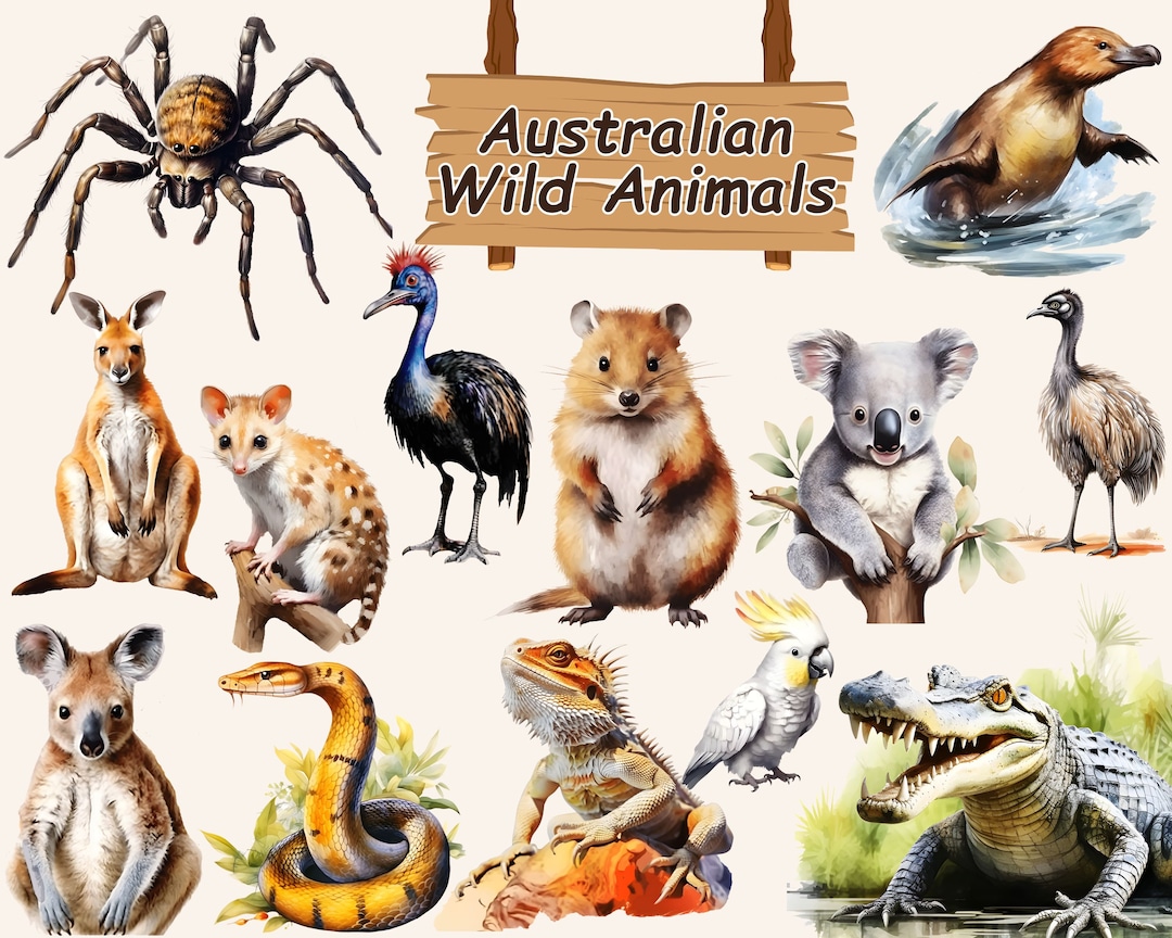 Australian Wildlife Clipart, Outback Animals, Koala, Kangaroo, Emu ...
