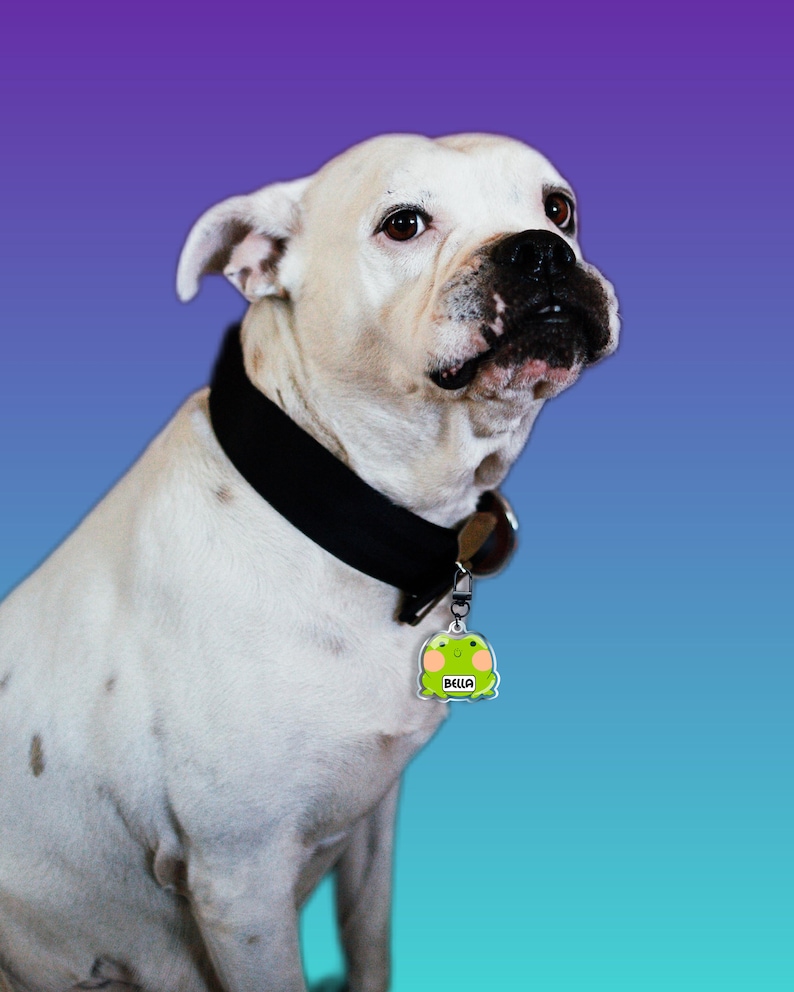 Personalized Resin Dog Tag,teddy Bear Dog Tag,frog Dog Tag,custom Name ...