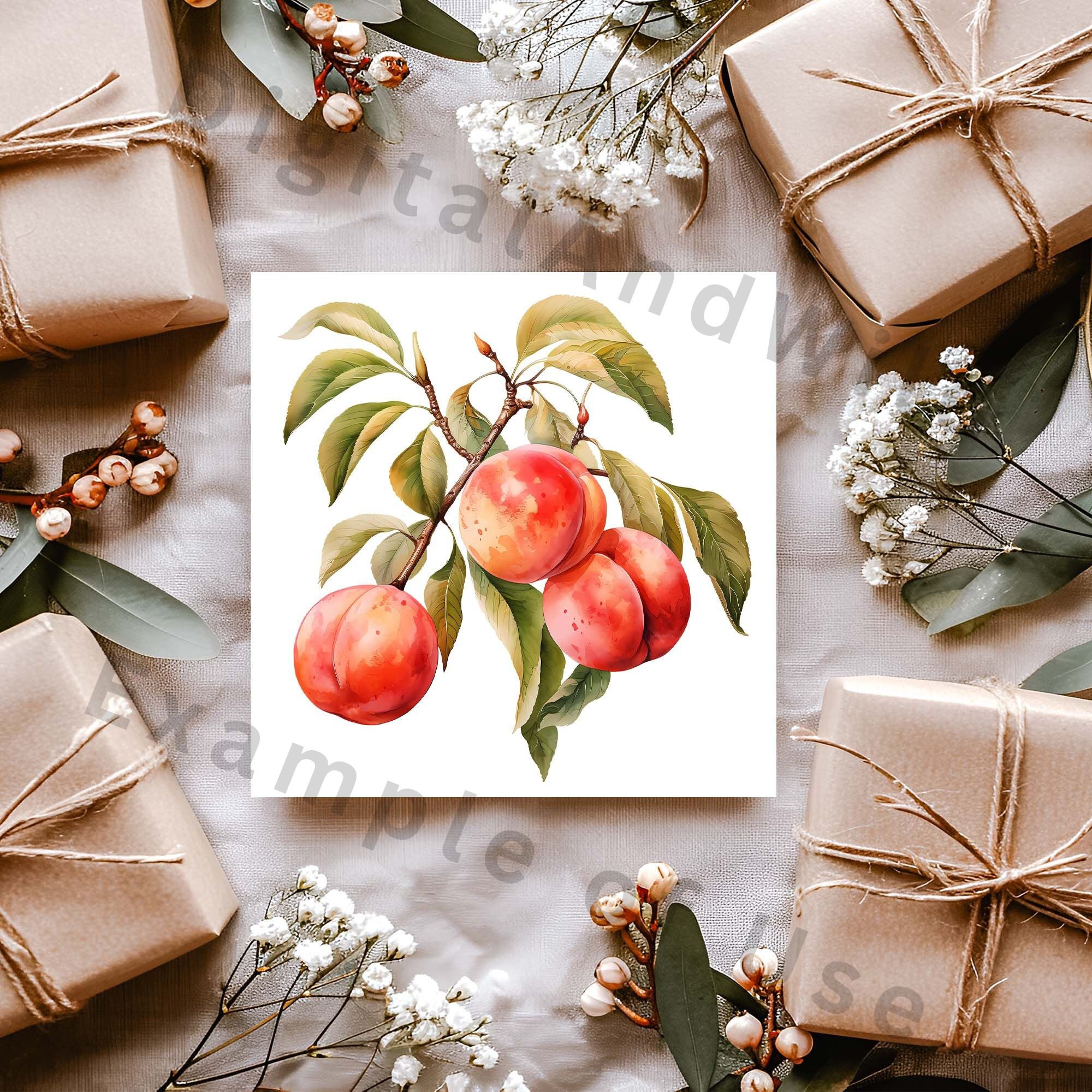 12 Peach Watercolour Digital Images 12 High Quality Jpgs, Instant ...