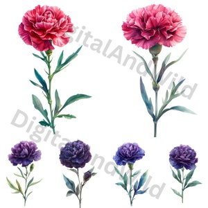 Watercolor Carnation Flowers Clipart Bundle, Floral Clip Arts Pack ...