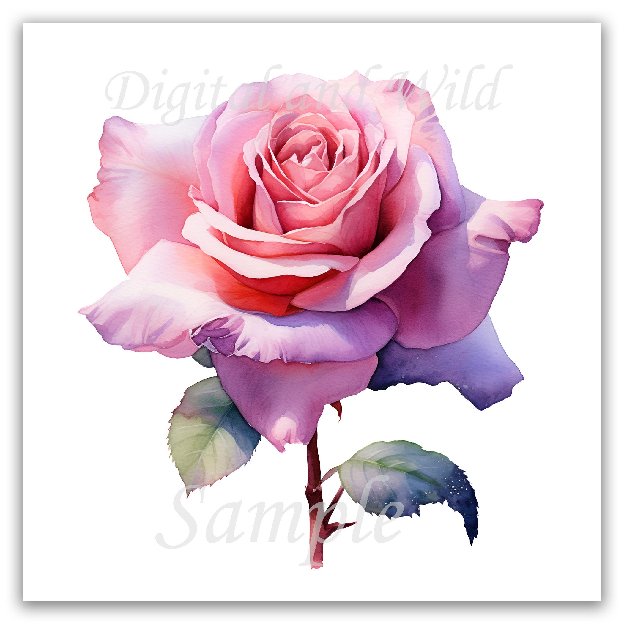 Watercolor Rose Digital Clipart Pack, Floral Clip Art, Instant Digital ...