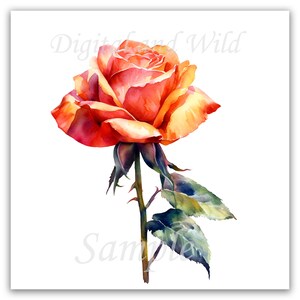 Watercolor Rose Digital Clipart Pack, Floral Clip Art, Instant Digital ...