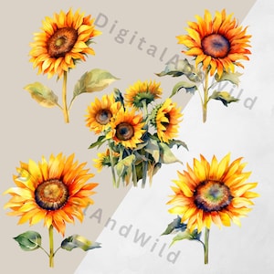 Watercolor Sunflower Clipart Bundle: Floral PNG Designs (digital ...