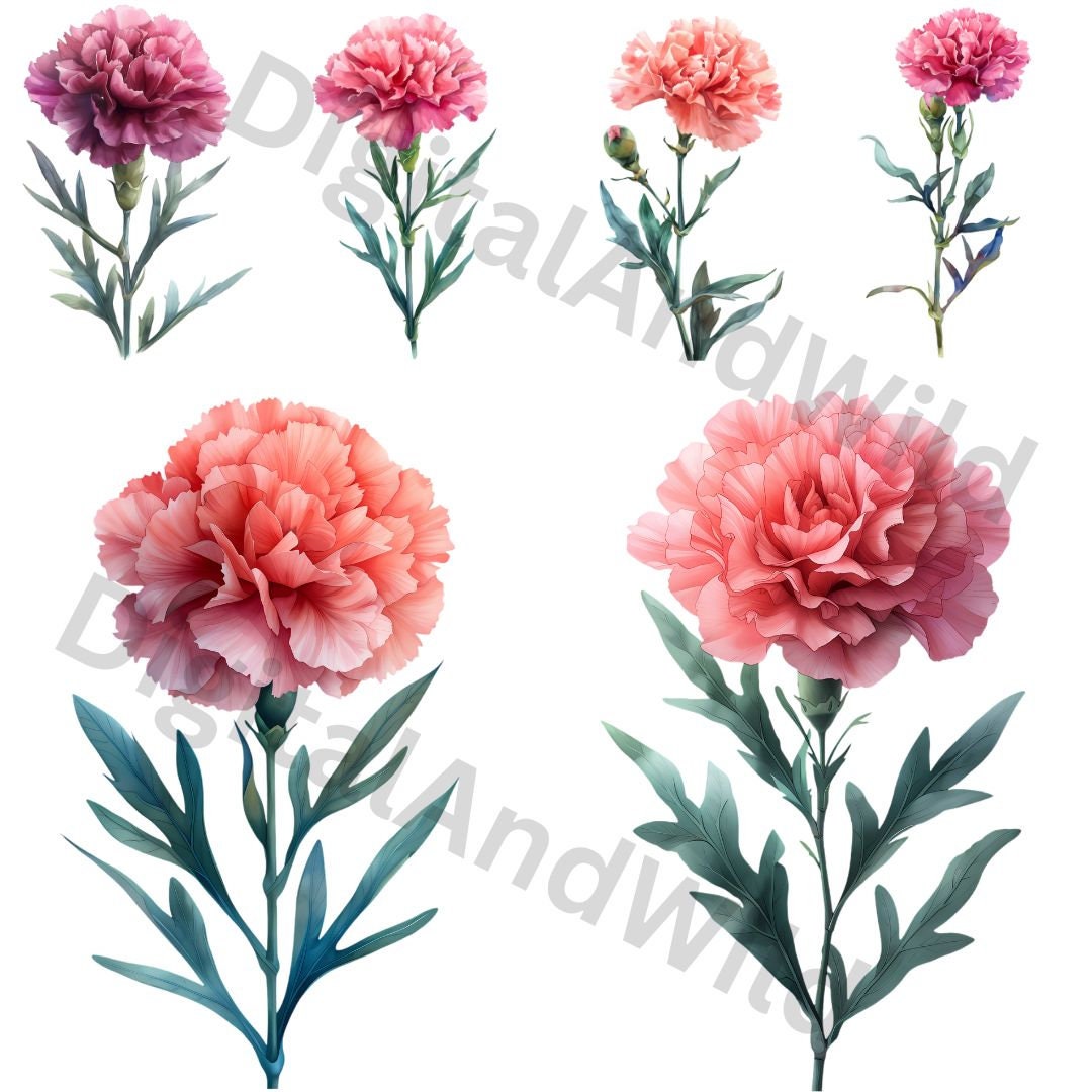 Watercolor Carnation Flowers Clipart Bundle, Floral Clip Arts Pack ...