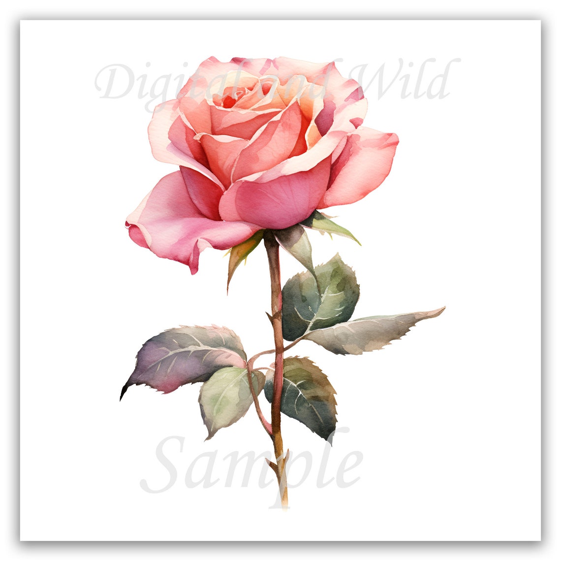 Watercolor Rose Digital Clipart Pack, Floral Clip Art, Instant Digital ...