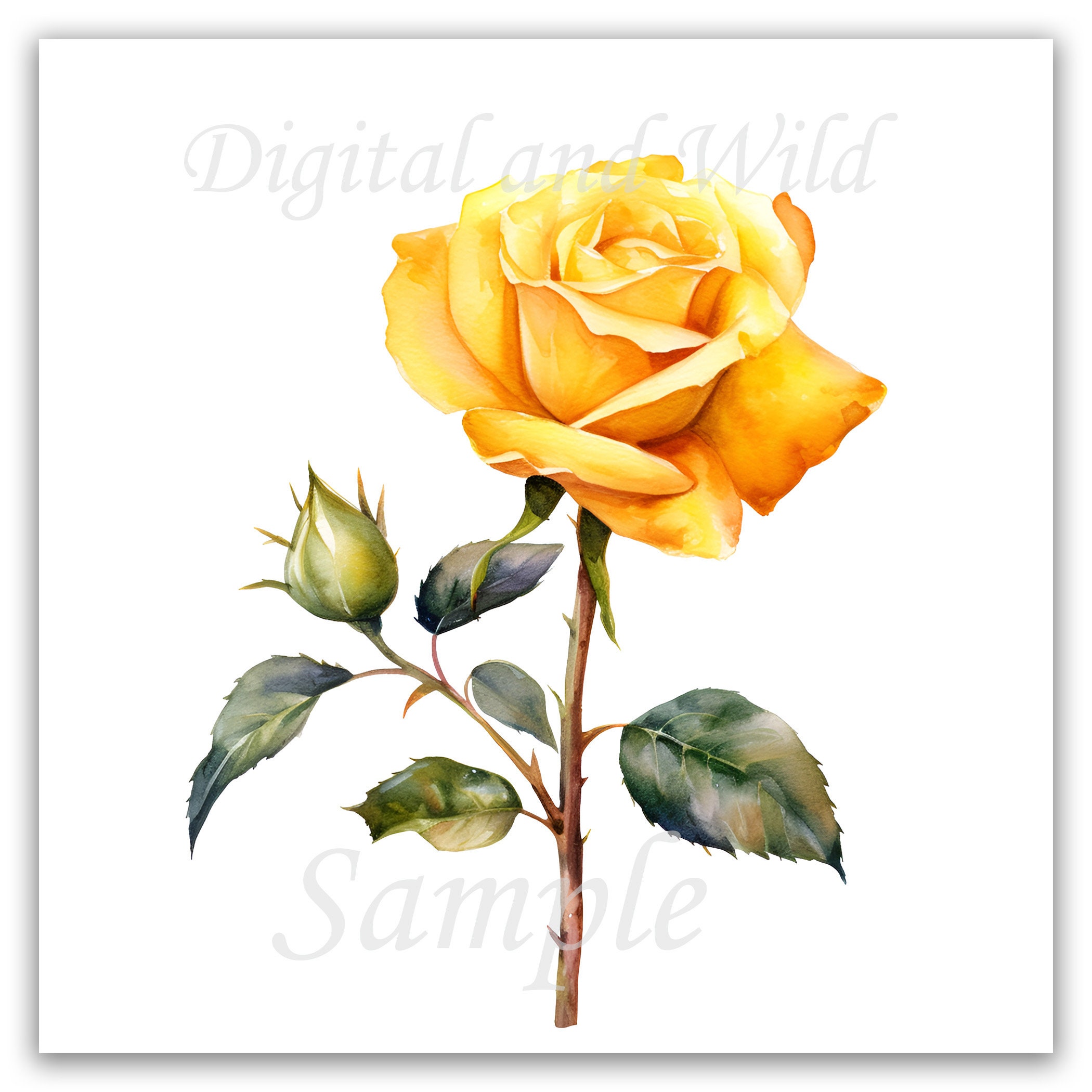 Watercolor Rose Digital Clipart Pack, Floral Clip Art, Instant Digital ...