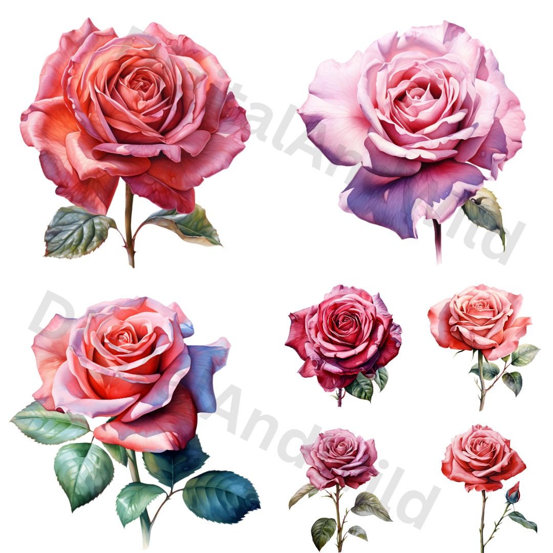 Watercolor Rose Digital Clipart Bundle, Floral Clip Art Pack, Botanical ...