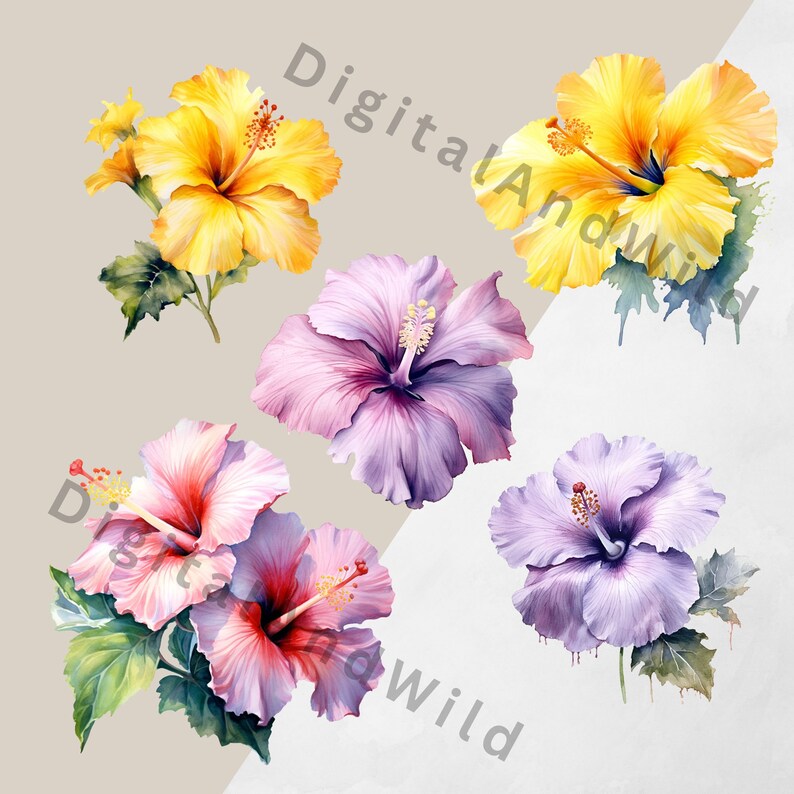 Hibiscus Watercolor Clipart Bundle Stunning Floral Design Printables ...