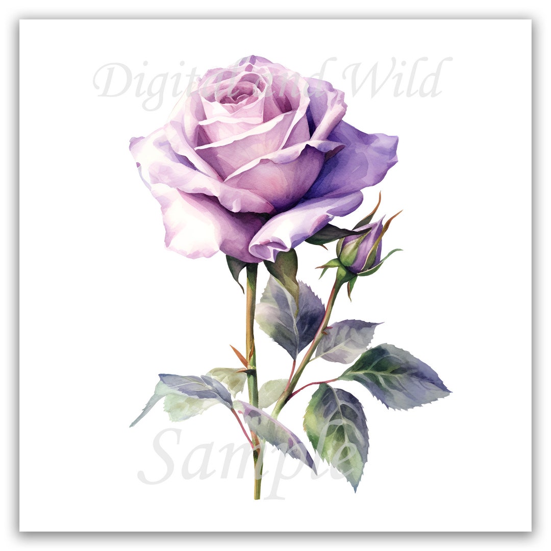 Watercolor Rose Digital Clipart Pack, Floral Clip Art, Instant Digital ...