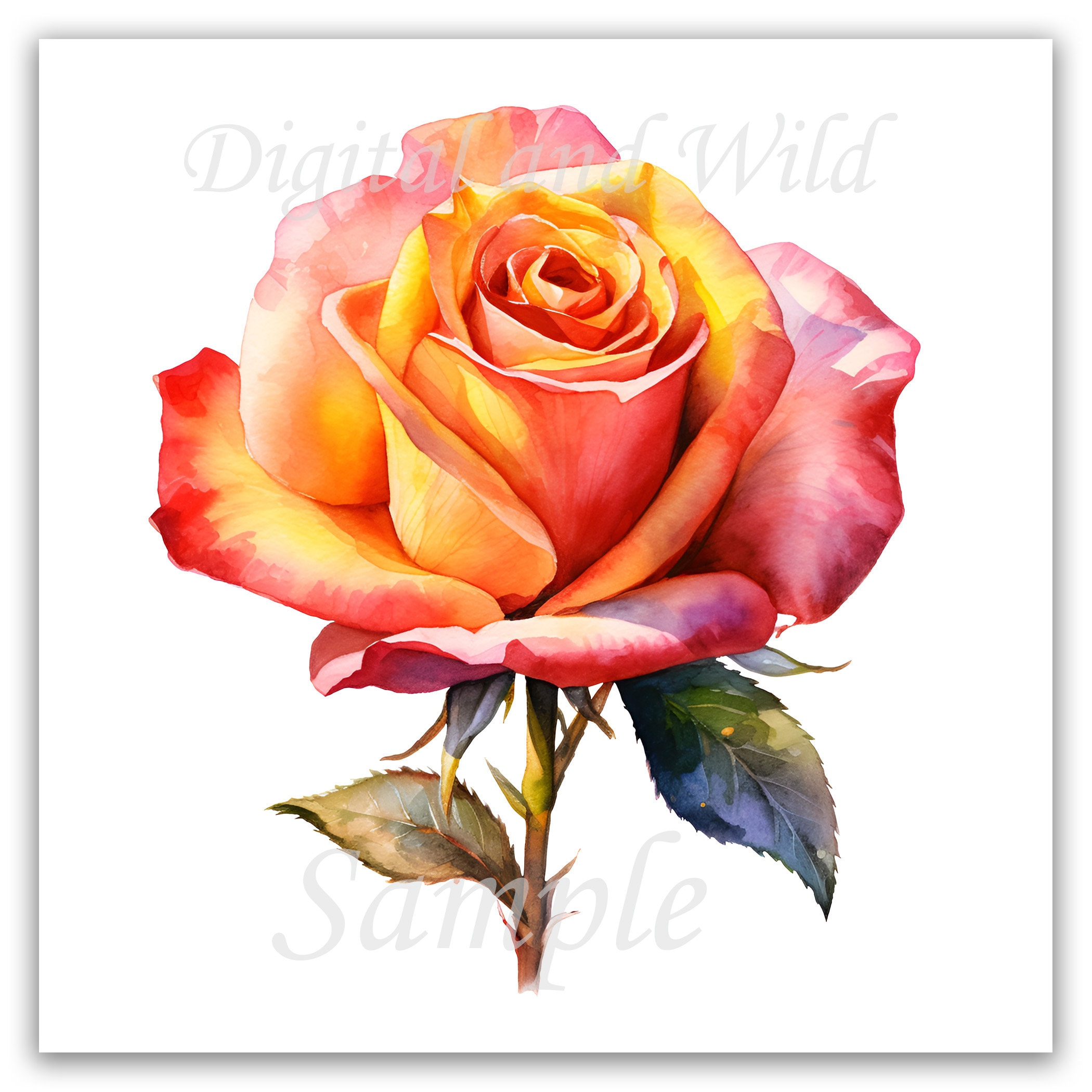 Watercolor Rose Digital Clipart Pack, Floral Clip Art, Instant Digital ...