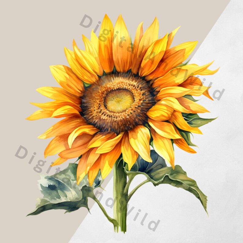 Watercolor Sunflower Clipart Bundle: Floral PNG Designs (digital ...