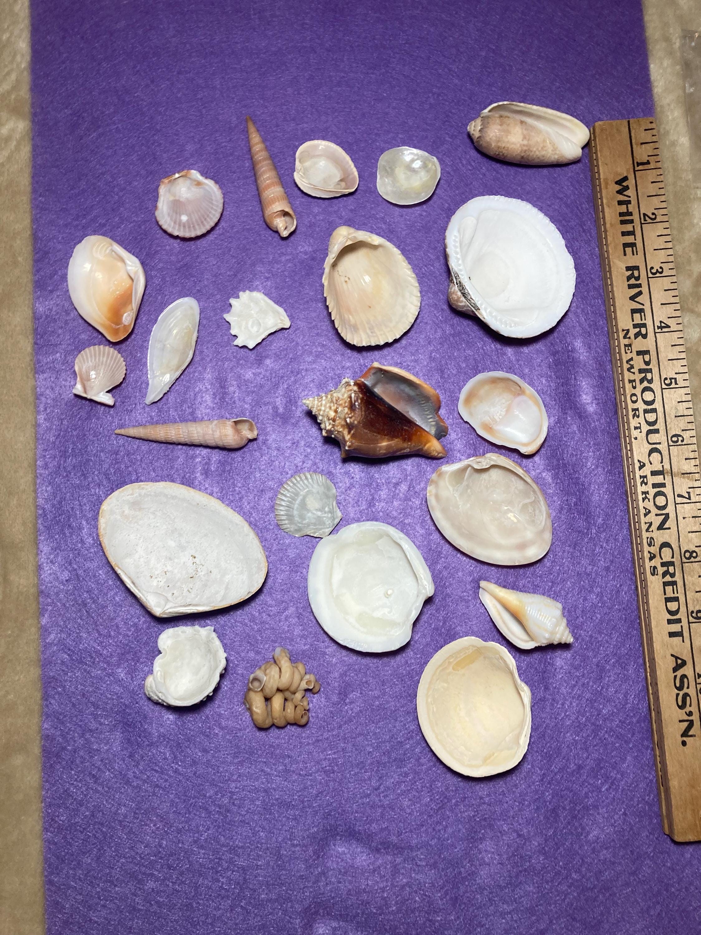 Variety of Different Large Shells - Etsy