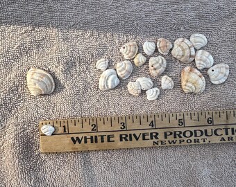 Pawleys Island Shells | Imperial Venus Clam | 1 Piece | Shells to ...