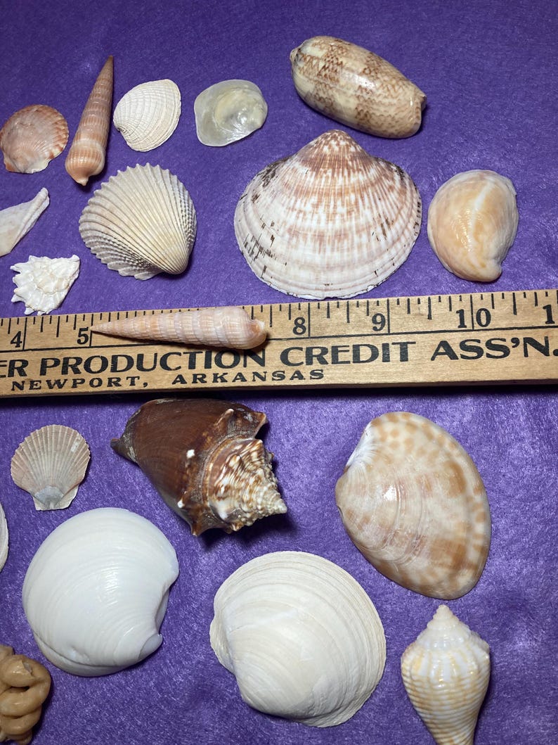 Variety of Different Large Shells - Etsy