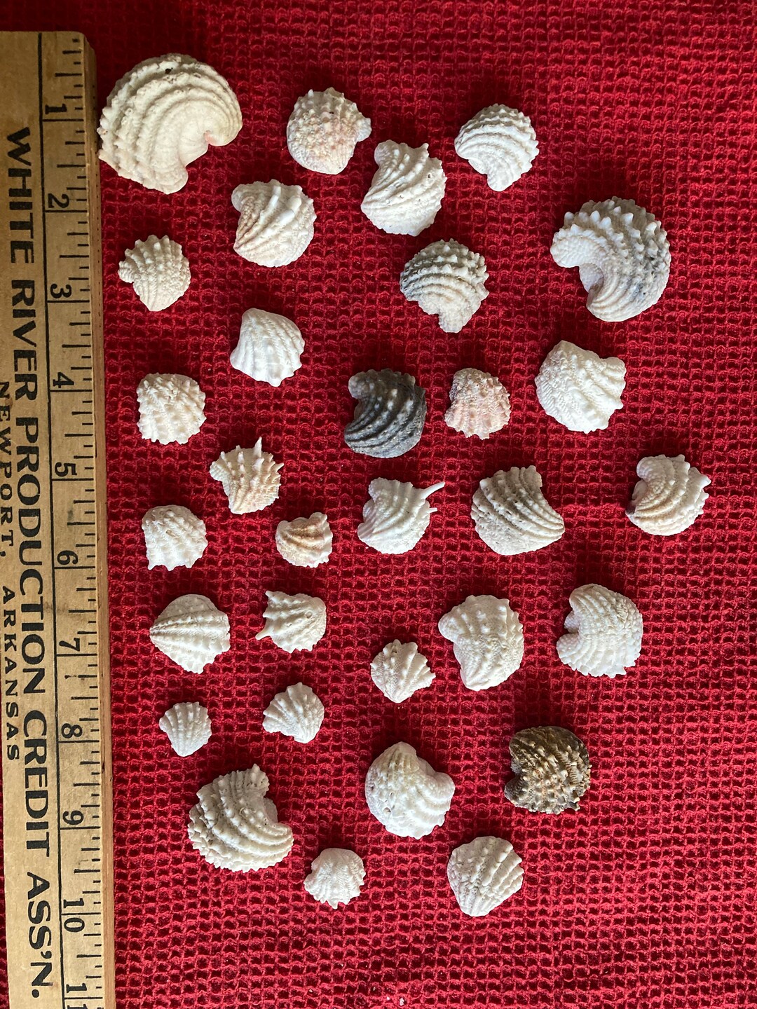 Spiny Jewel Box Shells - Etsy