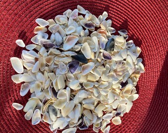 20 Tiny Coquina Shells Florida Gulf Handpicked Craft Shells - Etsy