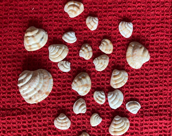 Imperial Venus Shells - Etsy