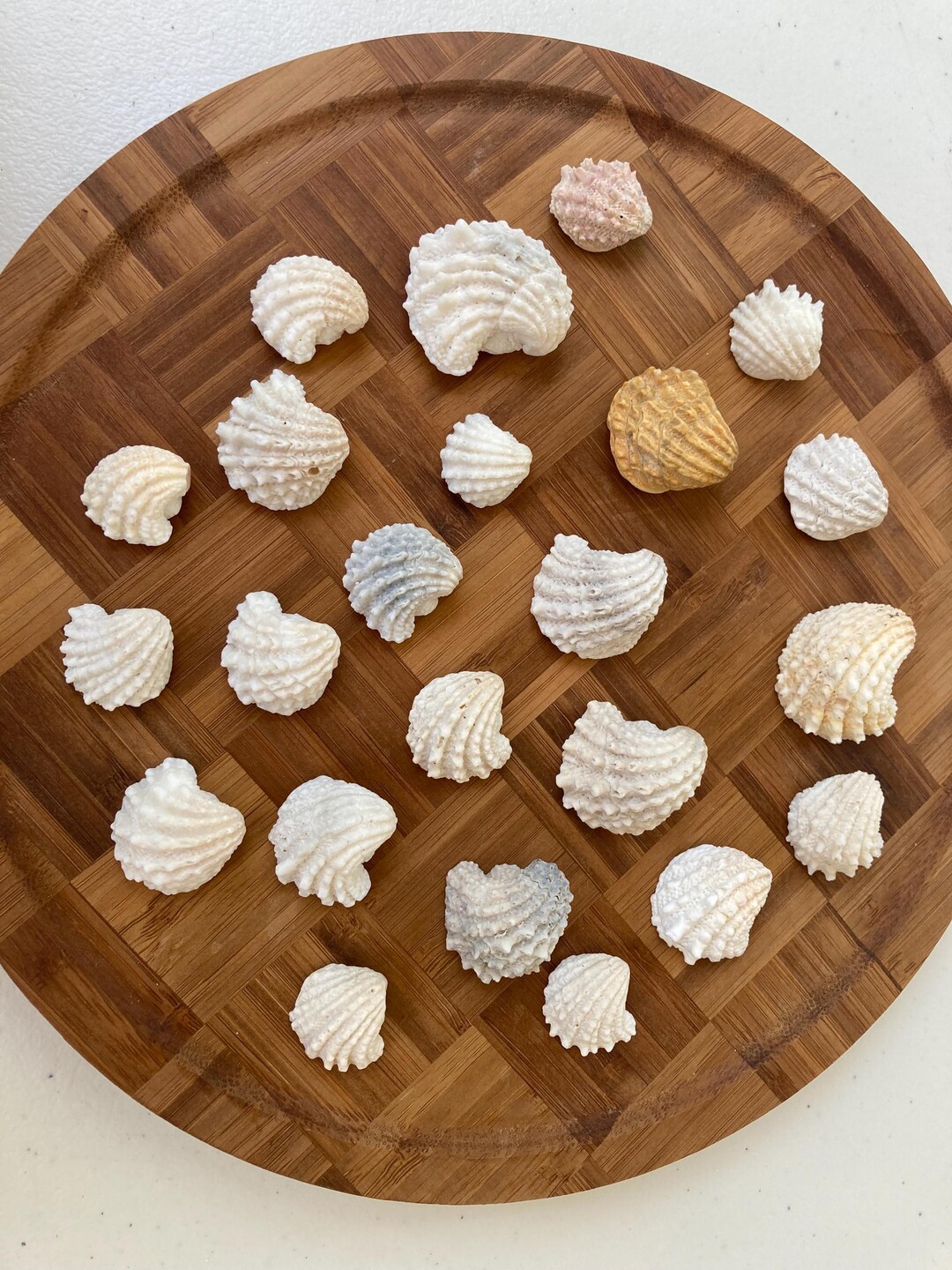 Spiny Jewel Box Shells - Etsy