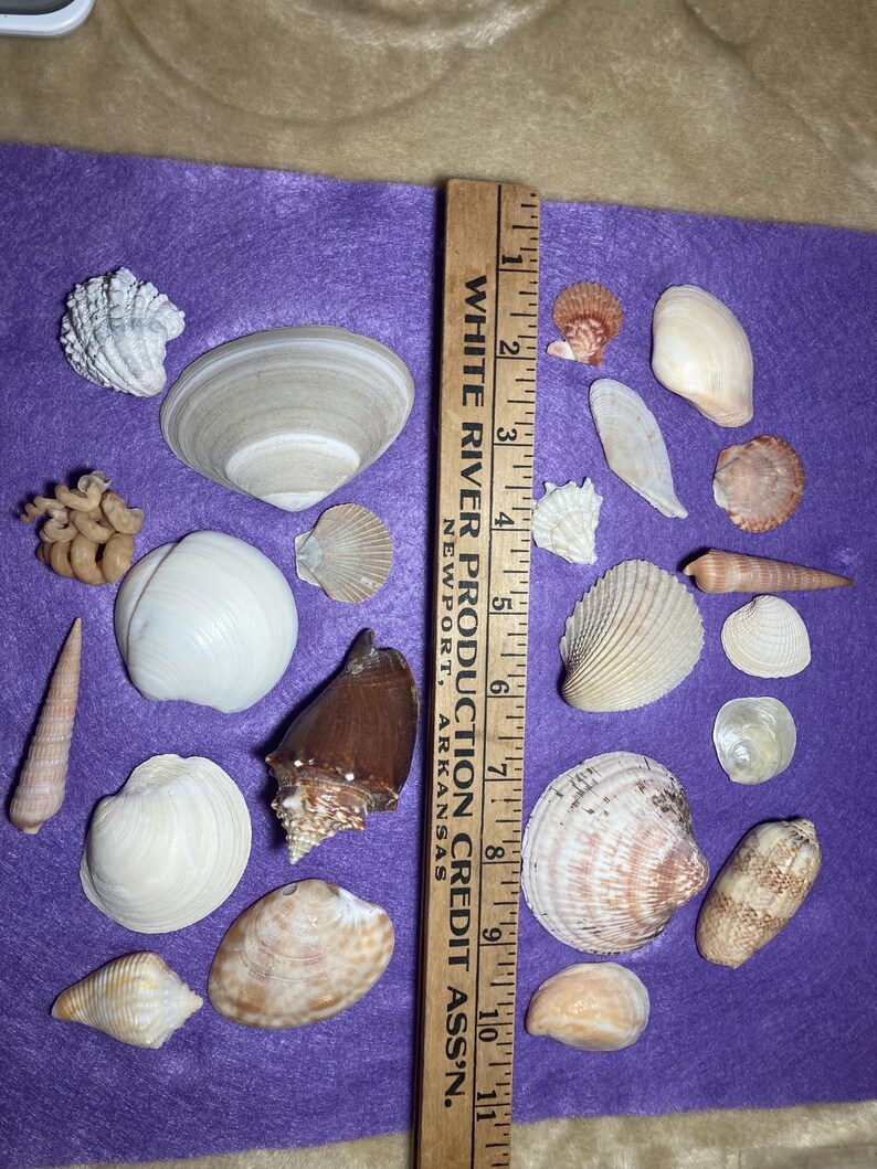 Variety of Different Large Shells - Etsy