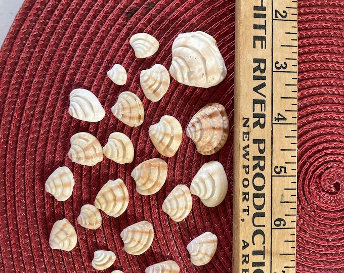 Imperial Venus Clam Shells - Etsy