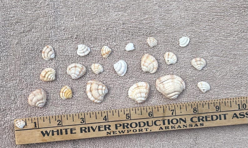 Imperial Venus Clam Shells - Etsy