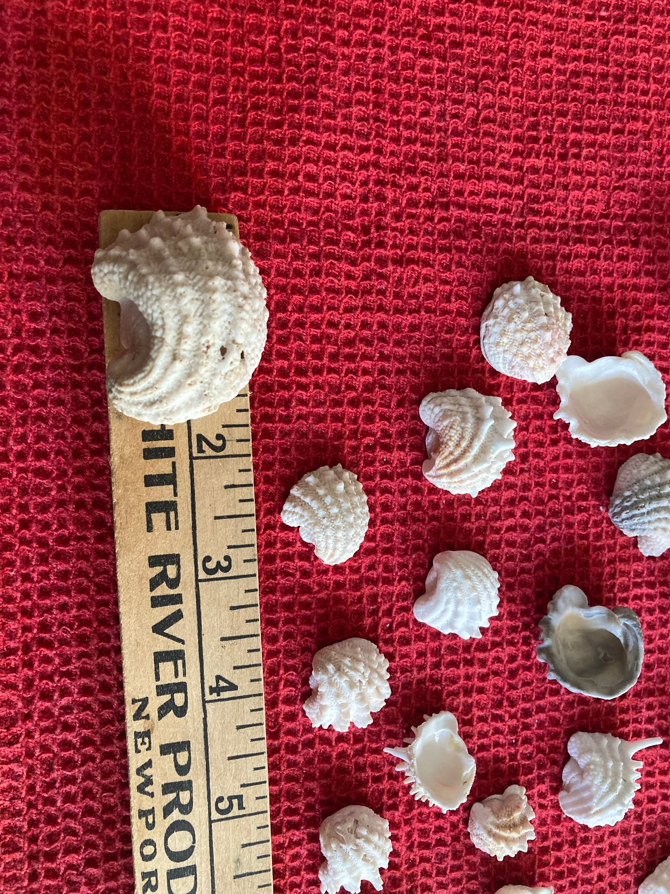 Spiny Jewel Box Shells - Etsy