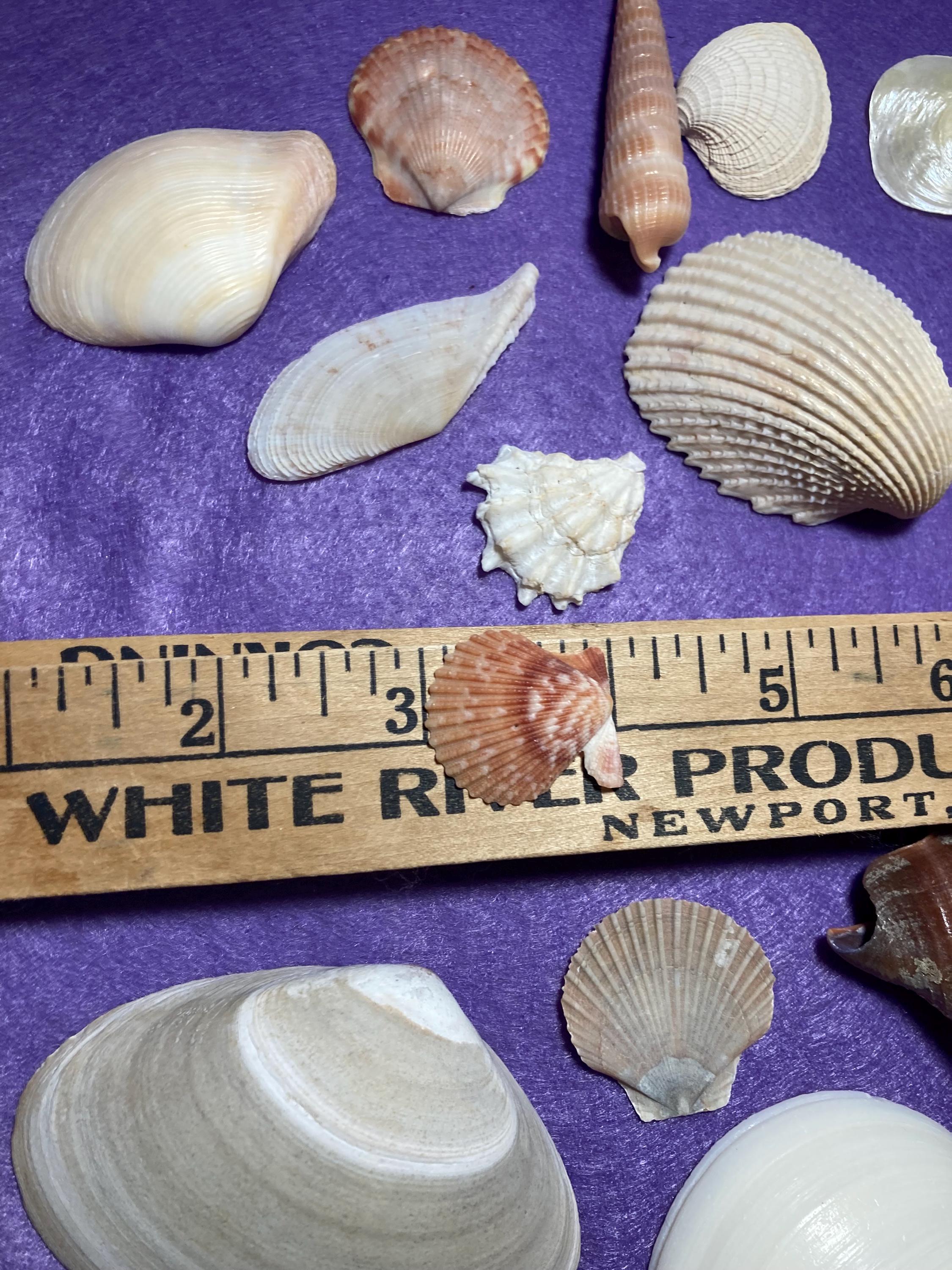 Variety of Different Large Shells - Etsy