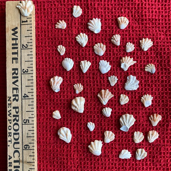 Kitten Paw Shells - Etsy