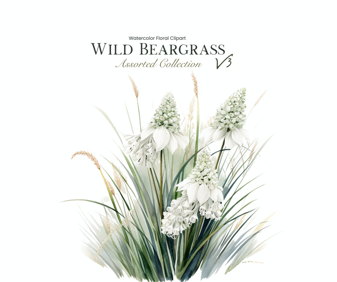 Wild Blooming Beargrass Watercolor Floral Wildflowers Clipart PNG ...