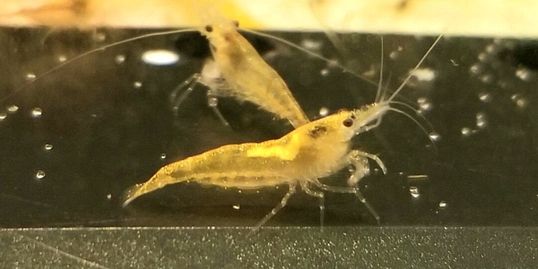 13 Juveniles Freshwater Yellow-orange Cull Shrimps - Etsy