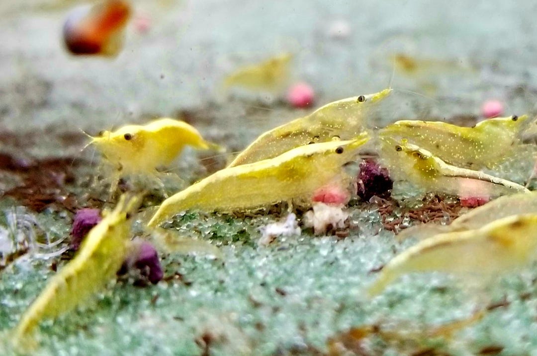13 Juveniles Freshwater Yellow-neon Shrimps - Etsy