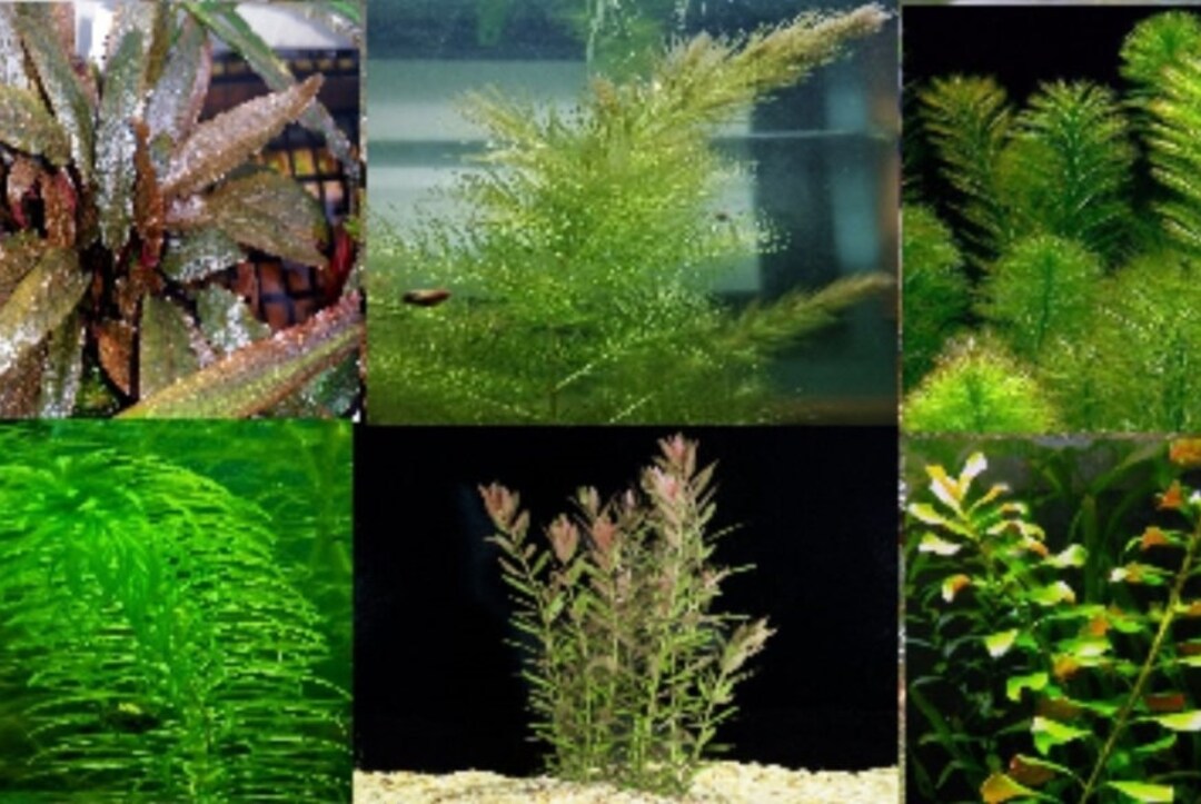 Aquarium Plants 30pcs Lot - Etsy