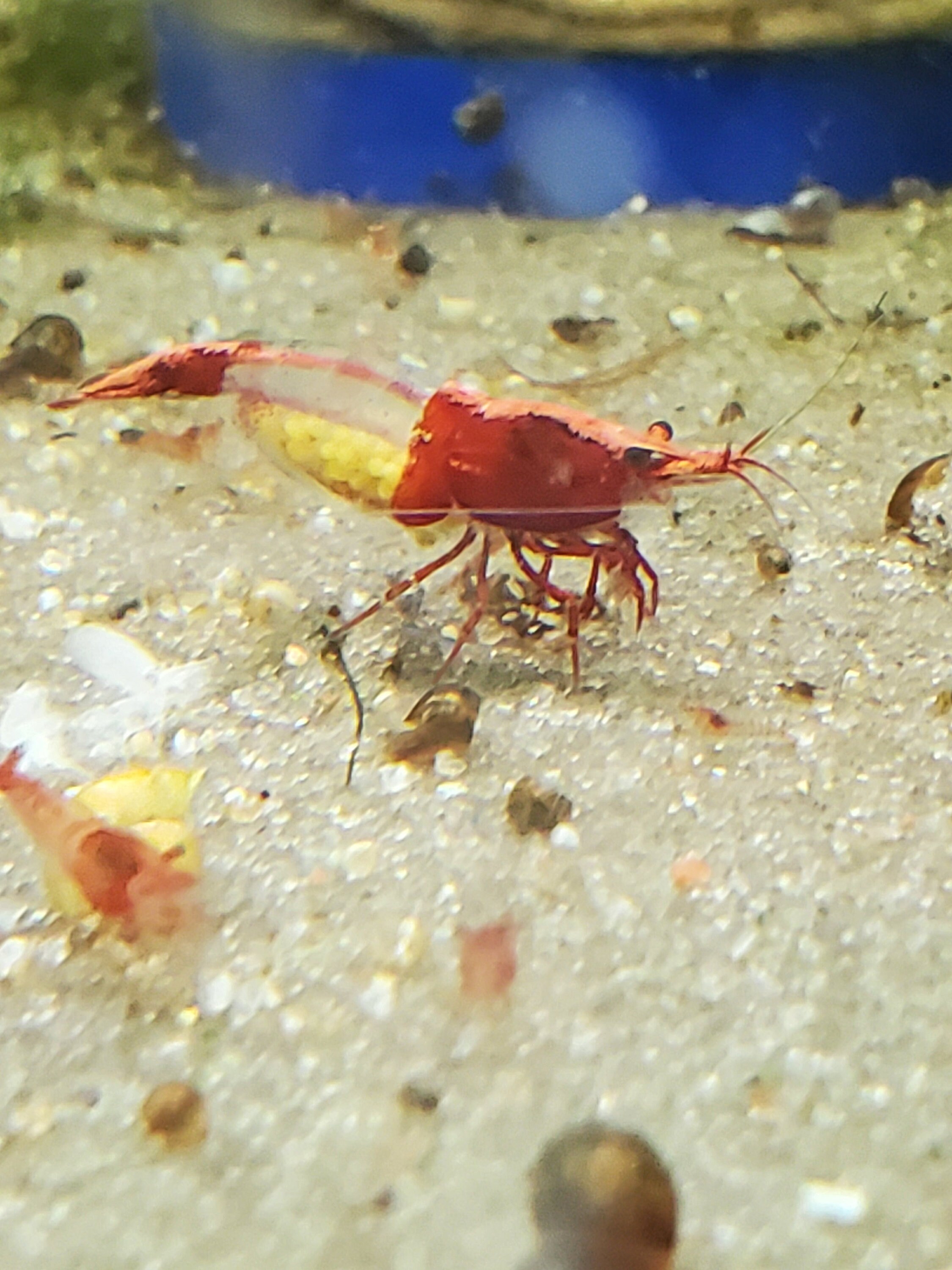 13 Juveniles Freshwater Red Rili Shrimps - Etsy
