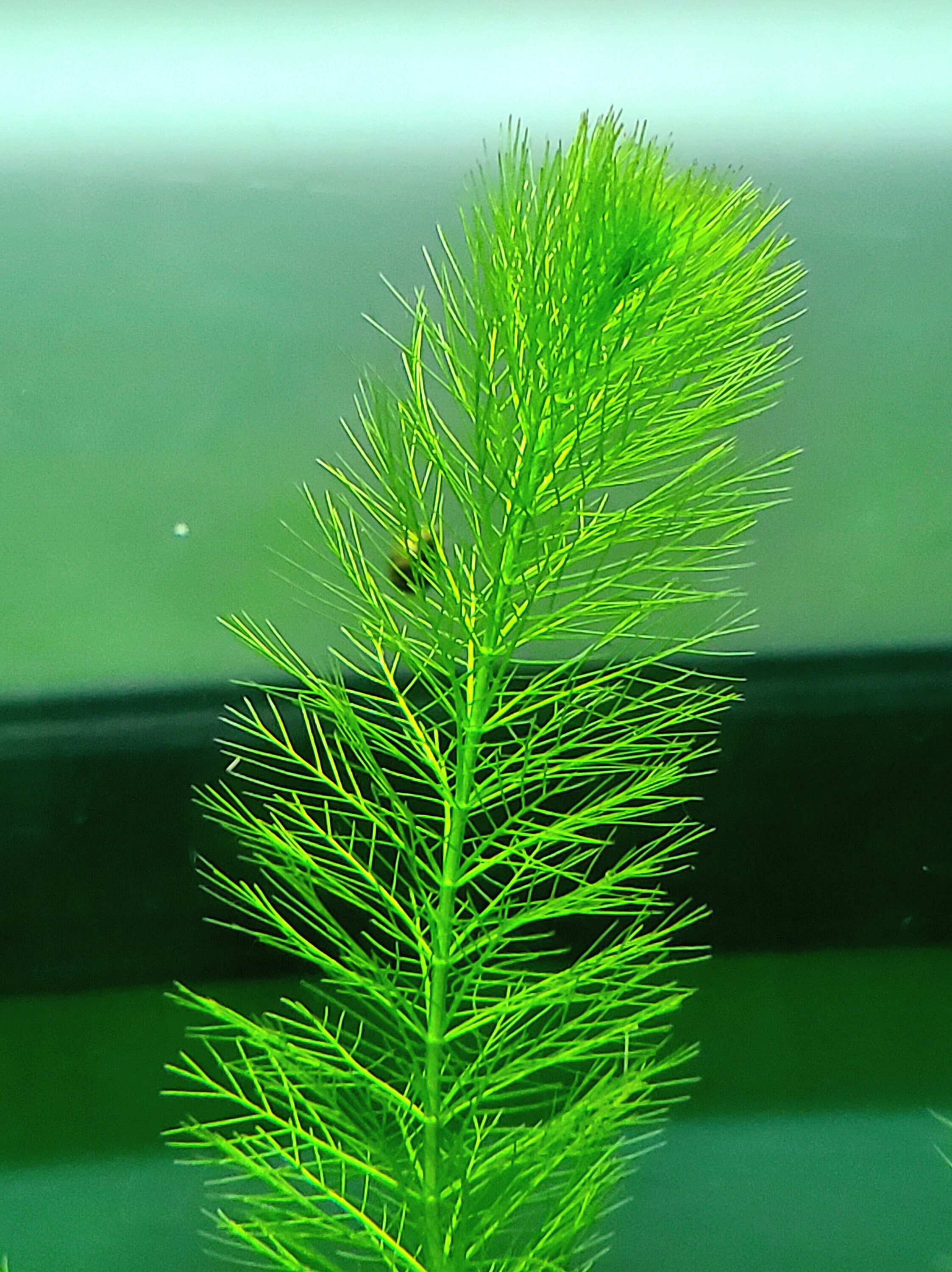 Aquarium Plants 30pcs Lot - Etsy