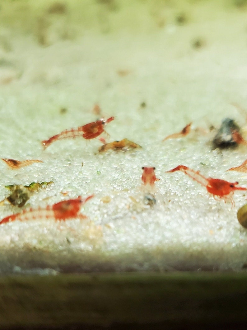 13 Juveniles Freshwater Red Rili Shrimps - Etsy