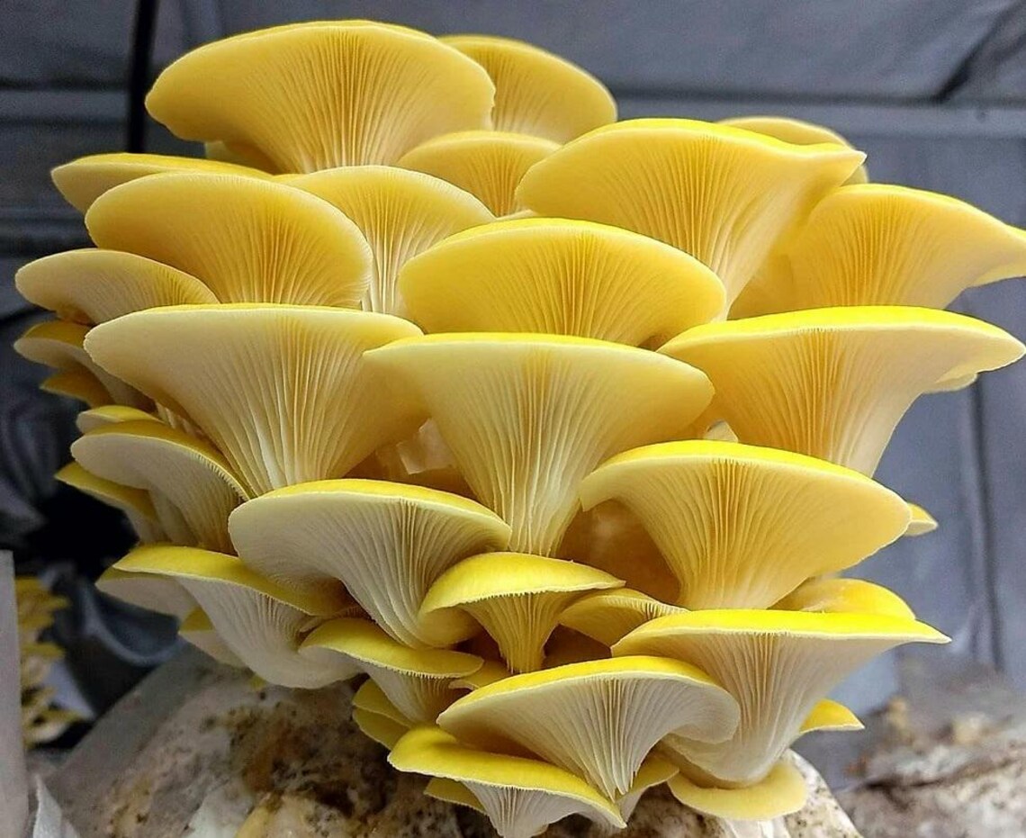 Golden Oysters Mushrooms Grain Culture - Etsy