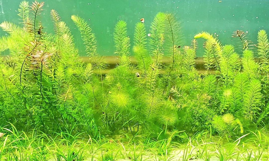 Life Freshwater Aquarium Plants 30pcs Lot Please See Pictures - Etsy