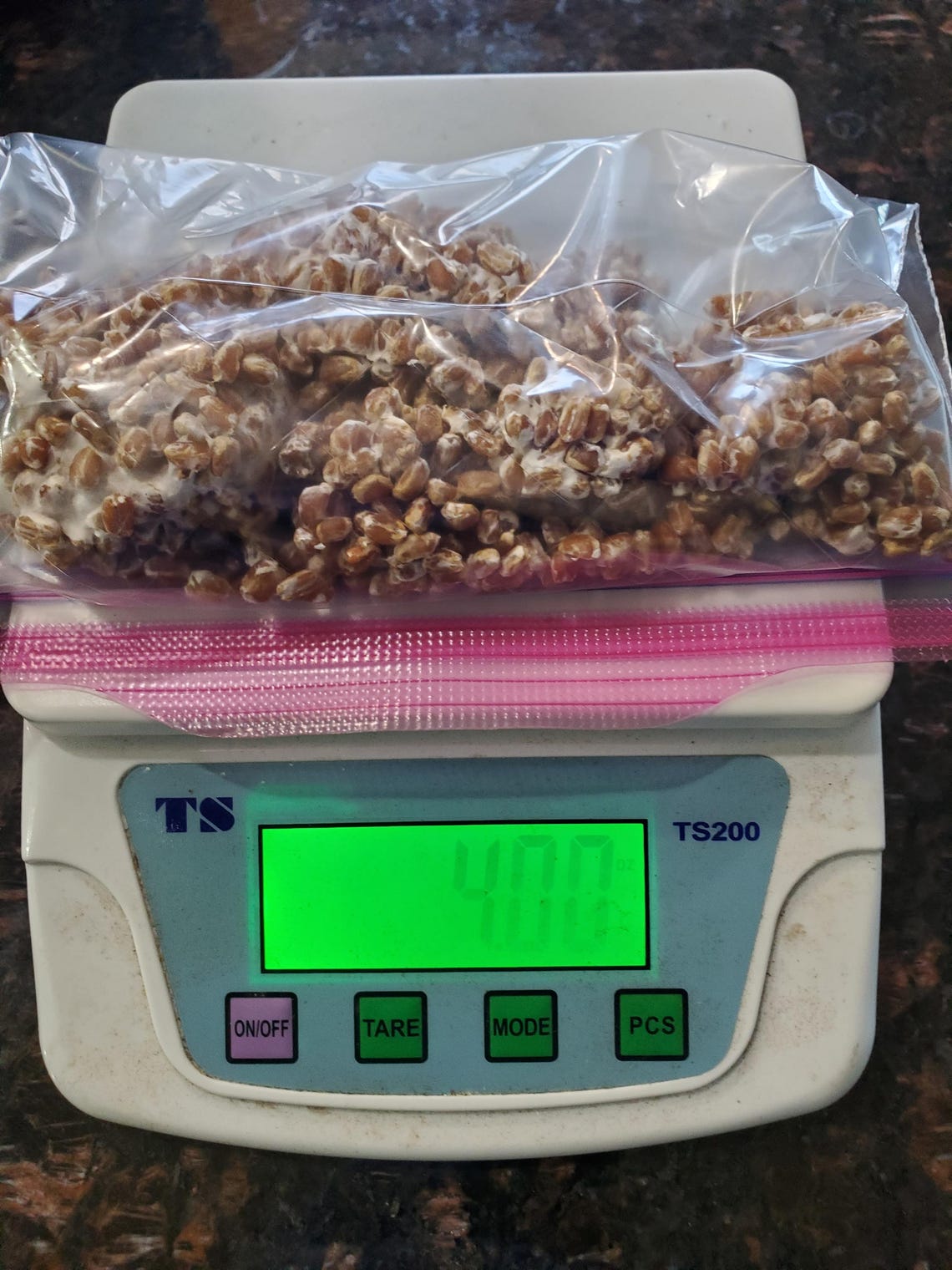 Golden Oysters Mushrooms Grain Culture - Etsy