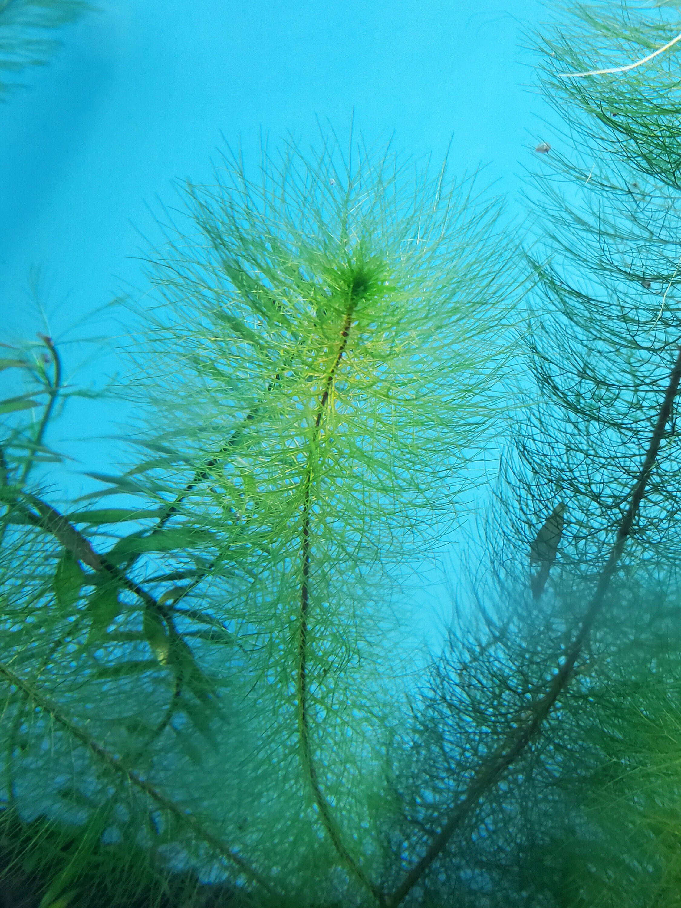 Aquarium Plants 30pcs Lot - Etsy