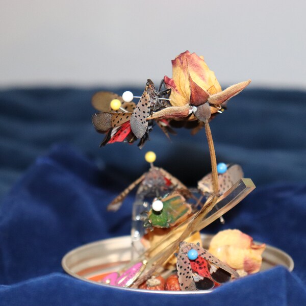 Insect Diorama - Etsy